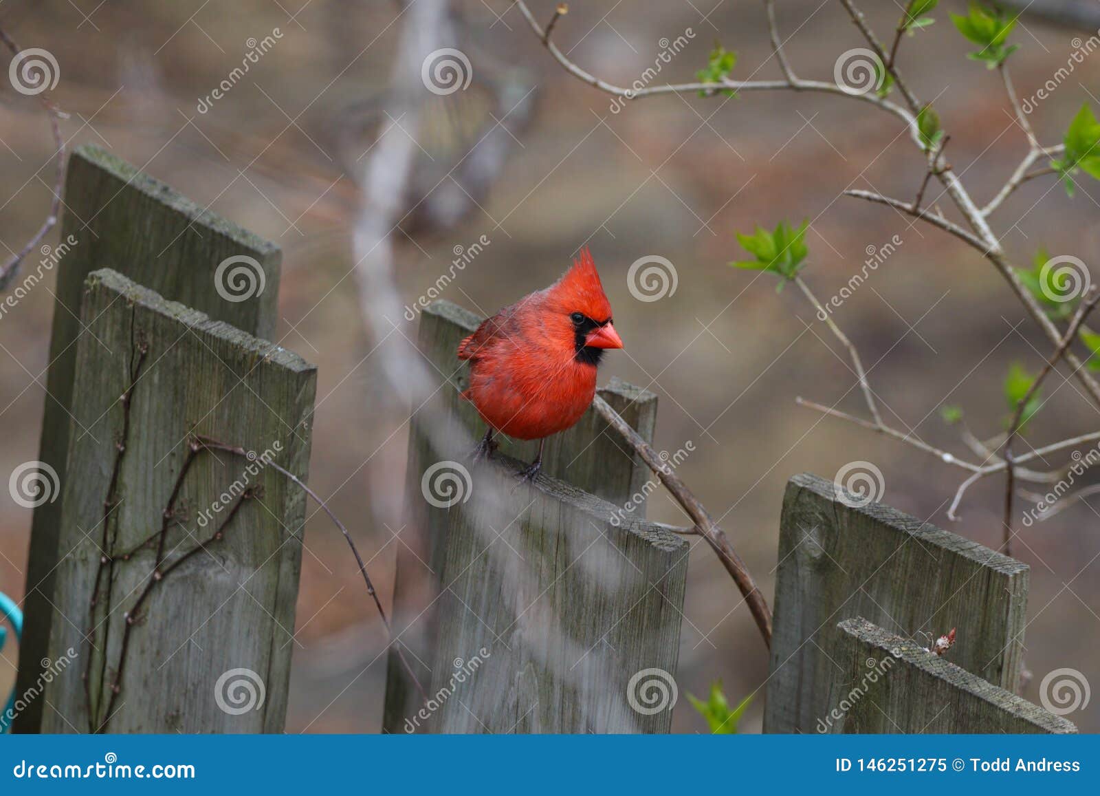 Cardinal on a fence stock image. Image of bird, beautiful - 146251275
