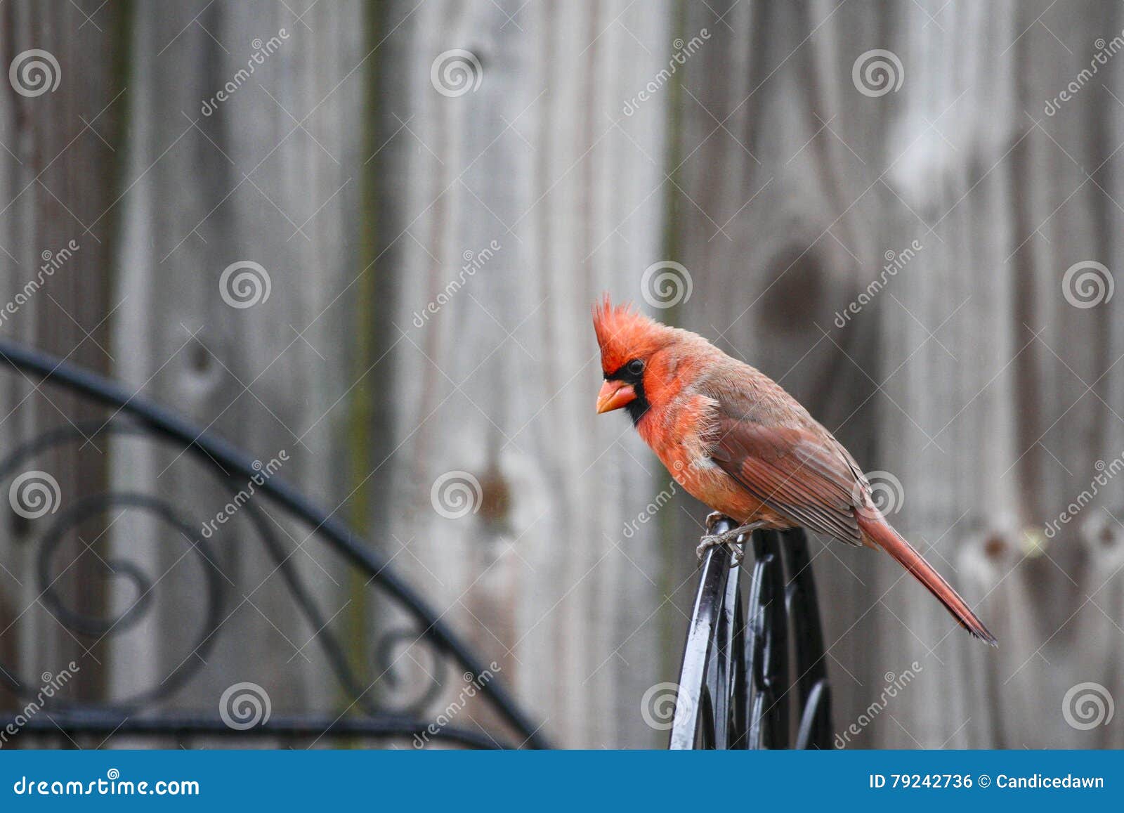Cardinal Fence stock photo. Image of pets, perching, wood - 79242736