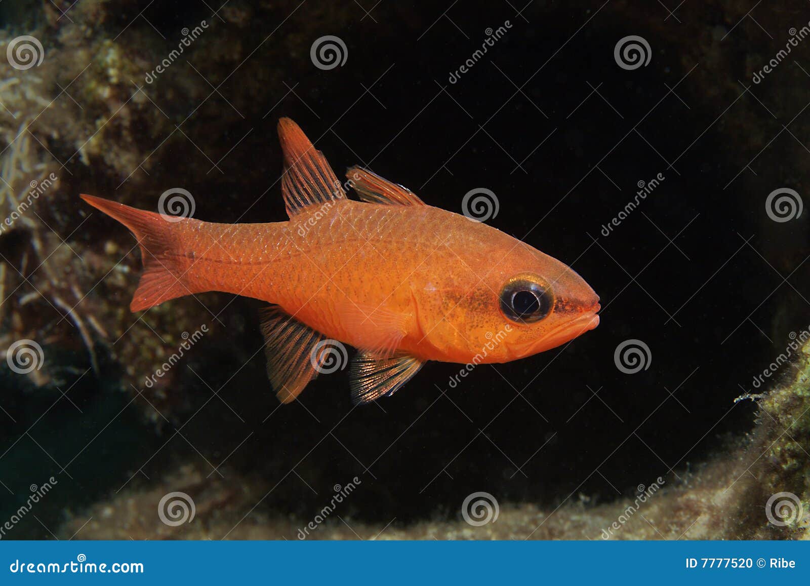 Cardinal Fish stock photo. Image of fish, biology, fishes - 7777520