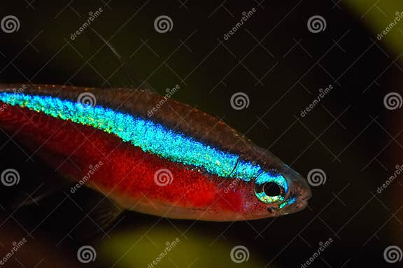 Cardinal fish aquarium stock photo. Image of axelrodi - 2251378