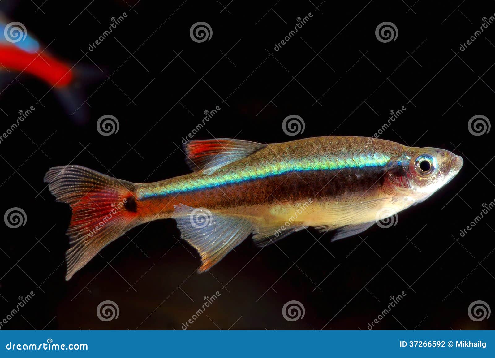 Cardinal fish stock photo. Image of colored, mountain - 37266592
