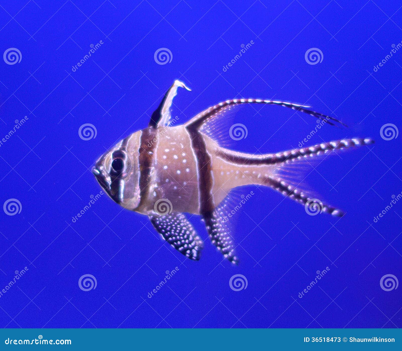 Cardinal Fish stock image. Image of dive, underwater - 36518473