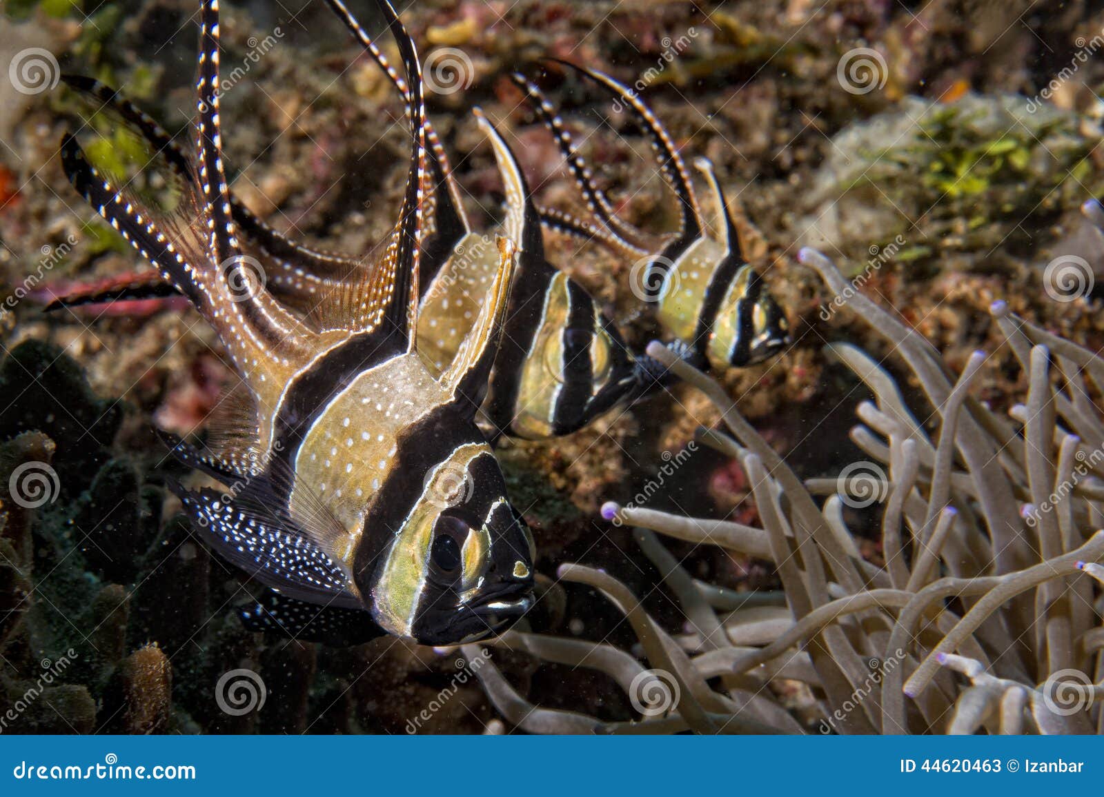 Cardinal fish stock image. Image of cardinal, blue, beautiful - 44620463