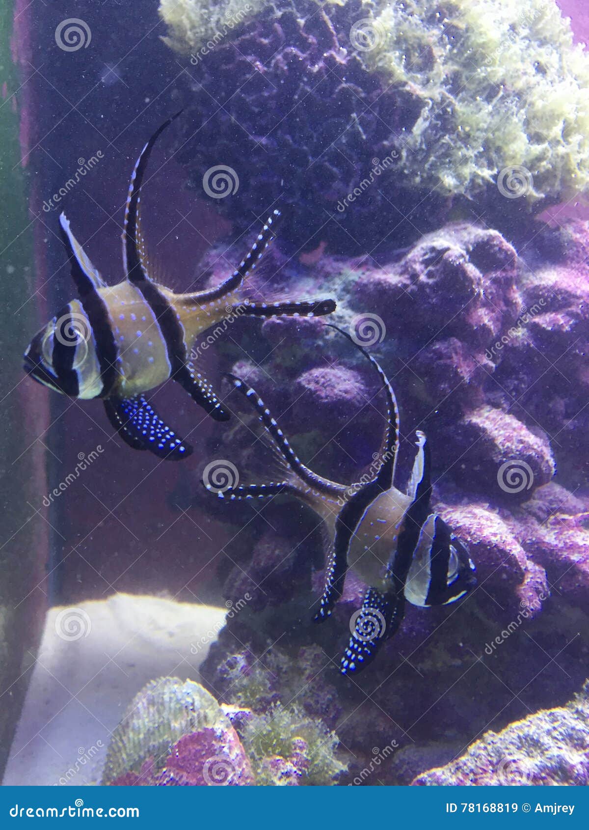 Cardinal fish pair stock image. Image of pair, marine - 78168819