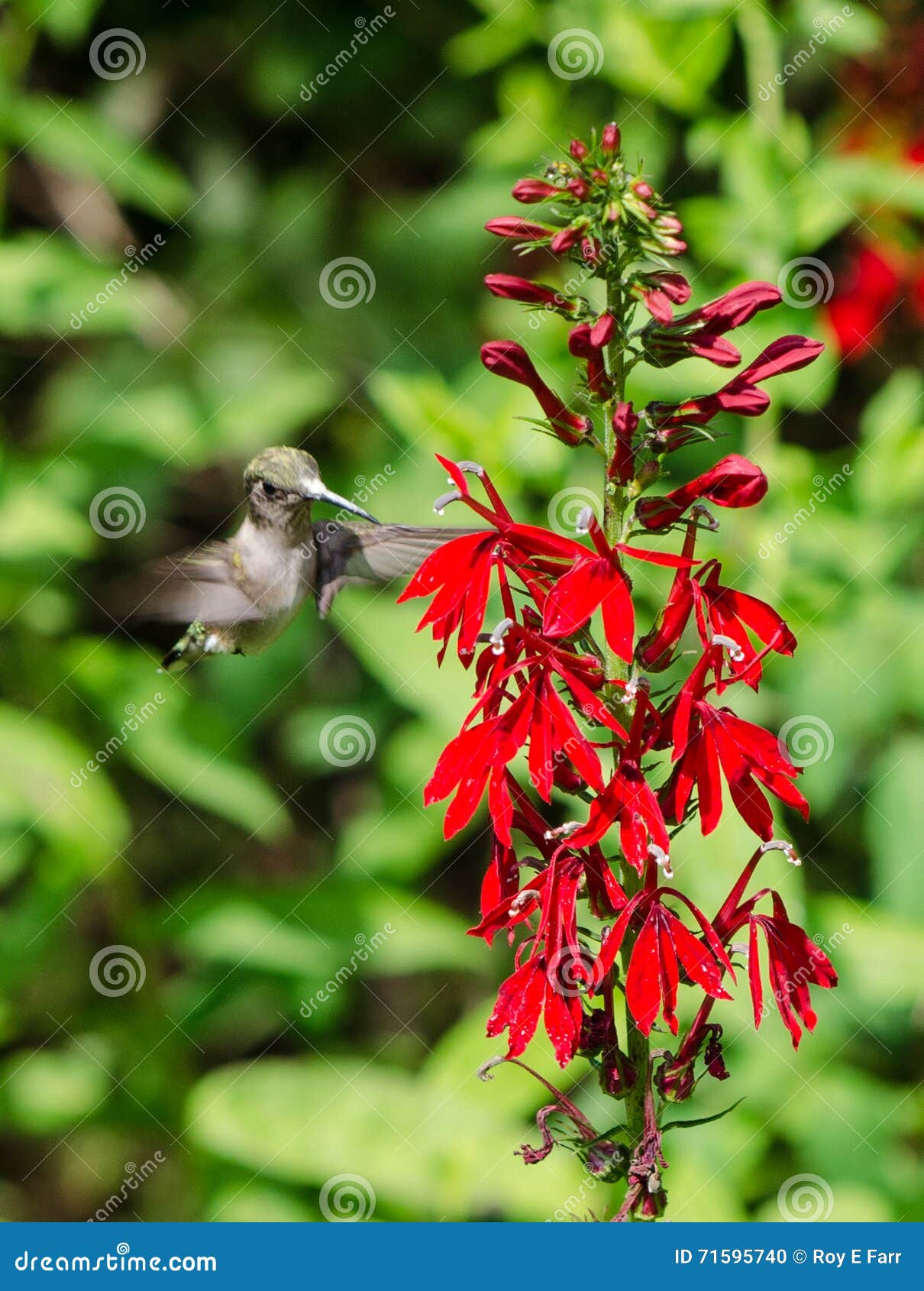 Cardinal Flower and Hummingbird Stock Photo - Image of carolina ...
