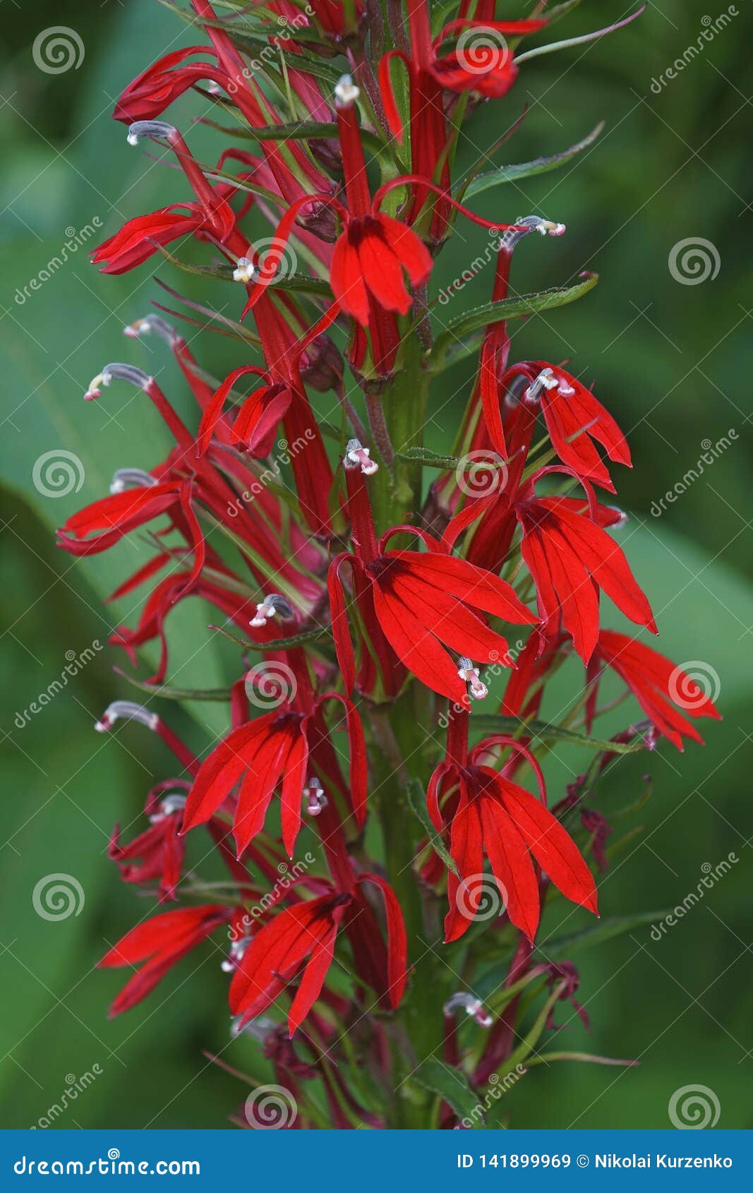 Close-up Image of Cardinal Flower Stock Image - Image of horticultural ...
