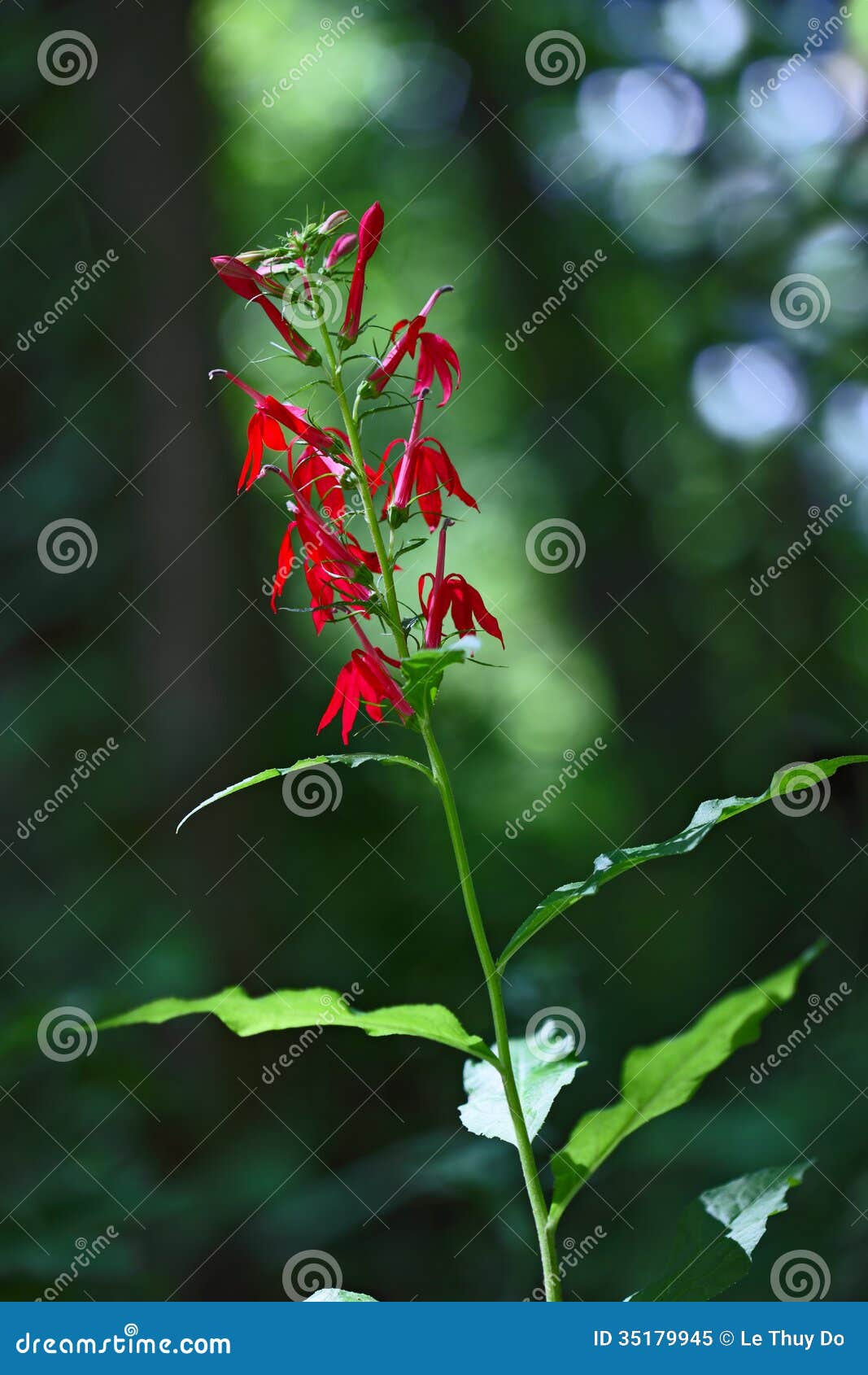 Cardinal Flower stock image. Image of cardinal, wild - 35179945