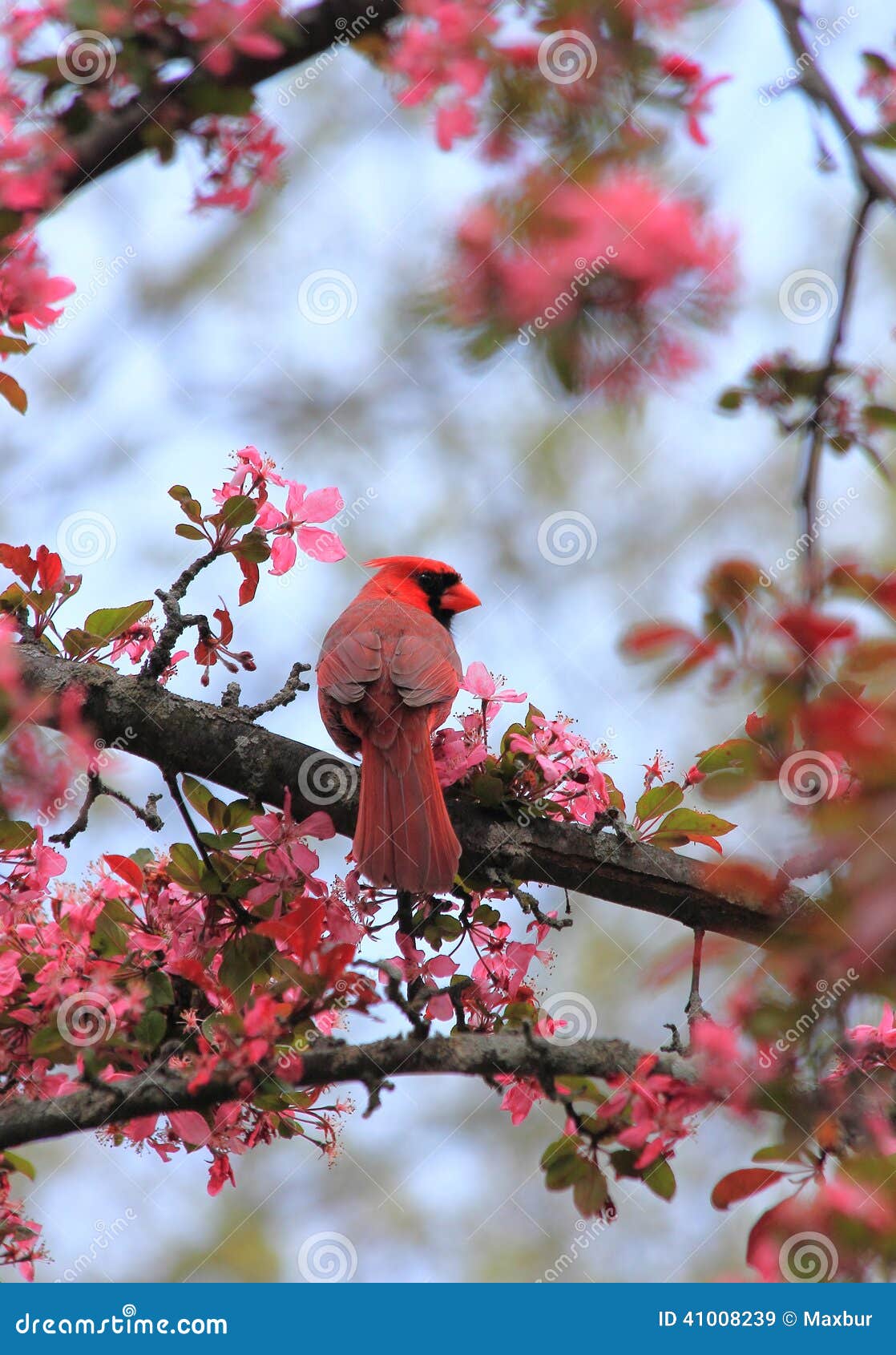 Cardinal in Flowers stock image. Image of feathers, beak - 41008239