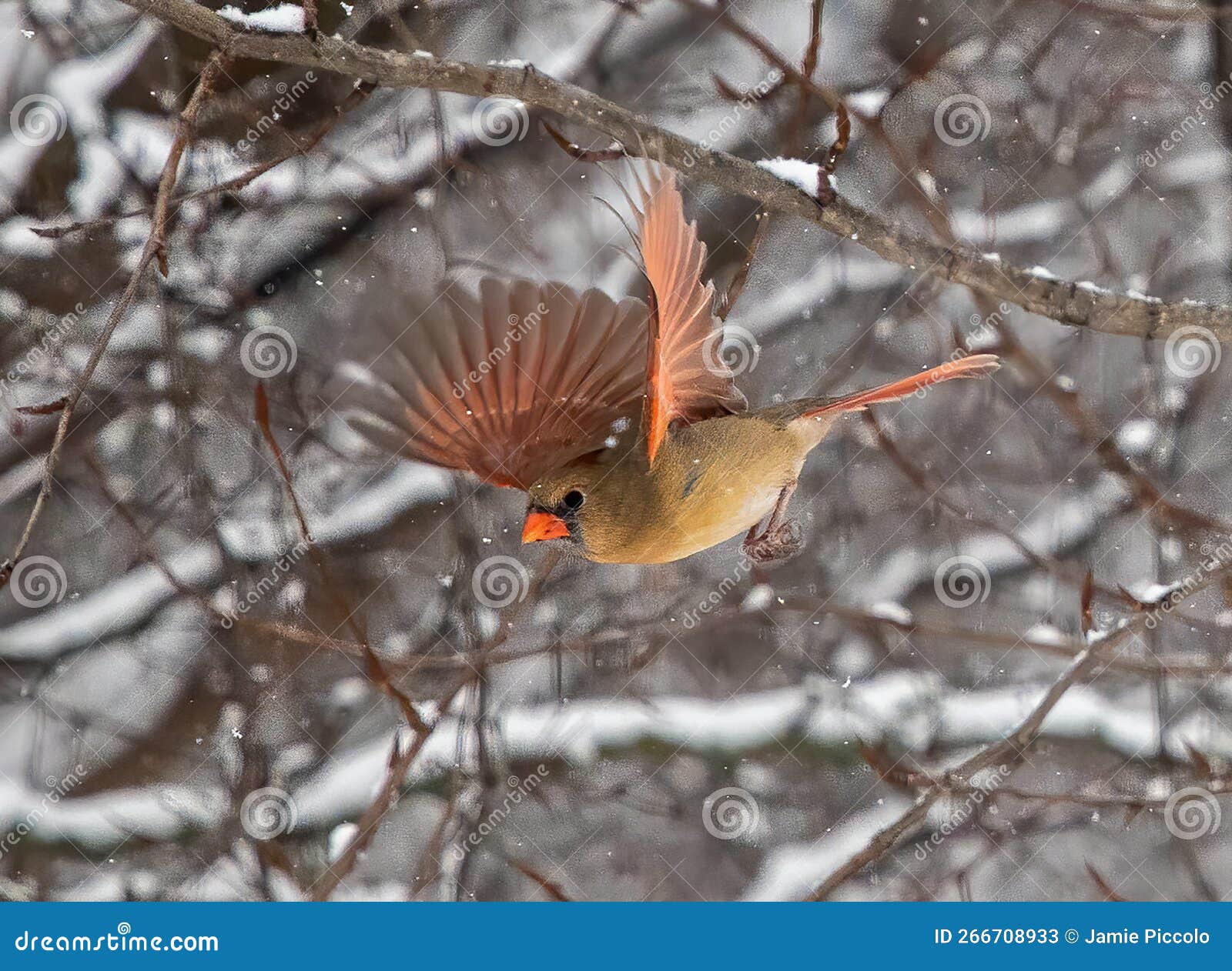 Cardinal Flying High " Stock Image - Image of winter, flying: 266708933