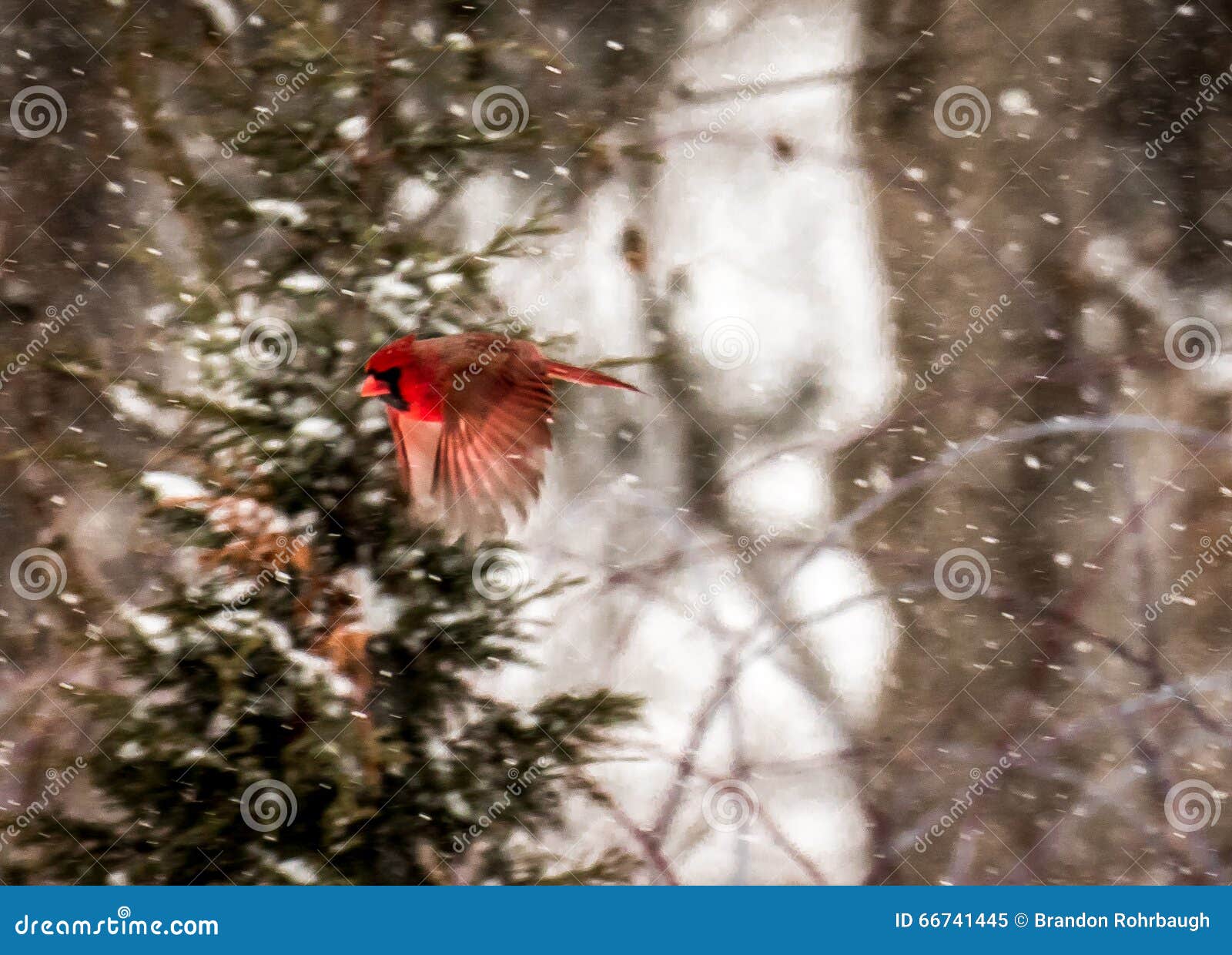 Cardinal Flying in Snow stock image. Image of flight - 66741445