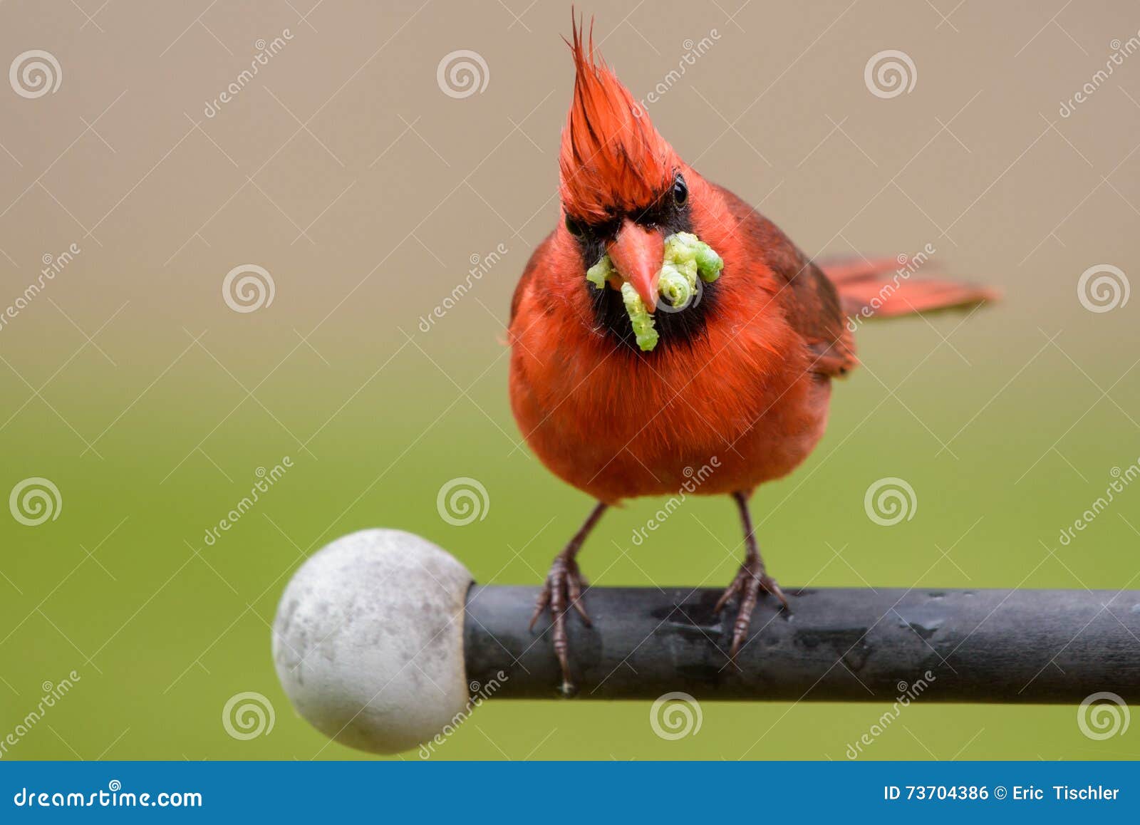 Cardinal with Food stock photo. Image of nature, perched - 73704386