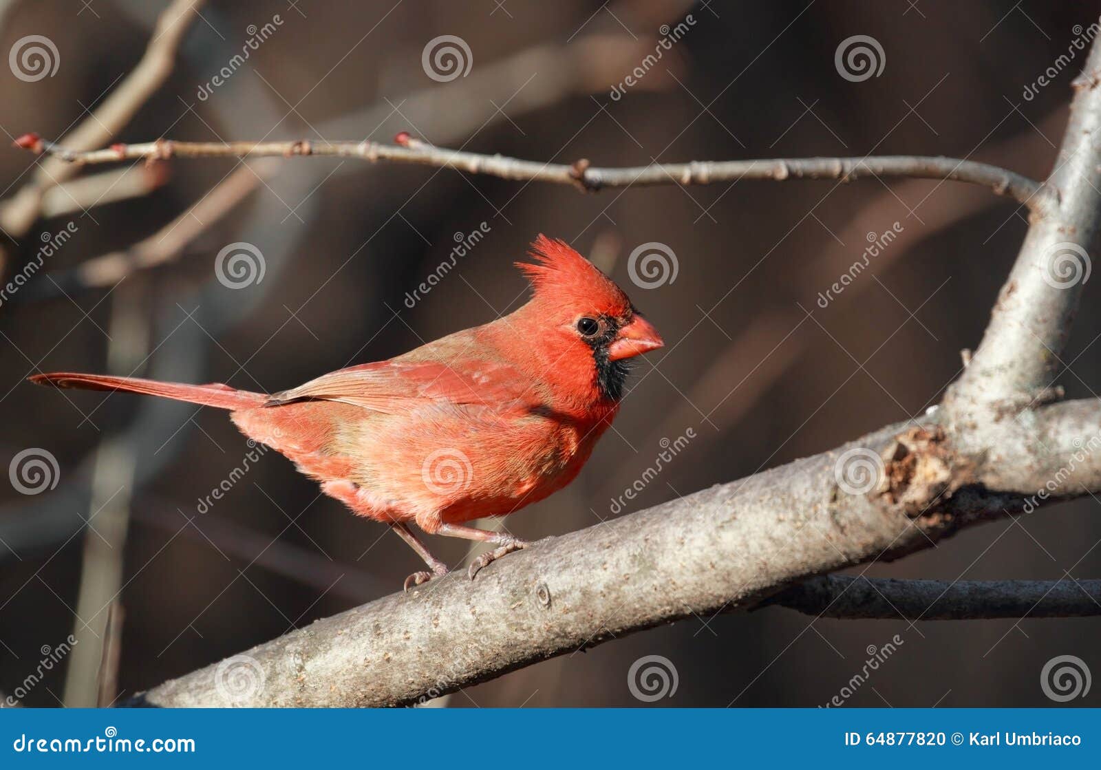 Cardinal in forest stock photo. Image of cardinal, forest - 64877820