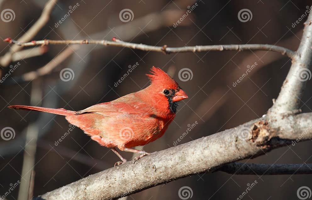 Cardinal in forest stock photo. Image of cardinal, forest - 64877820