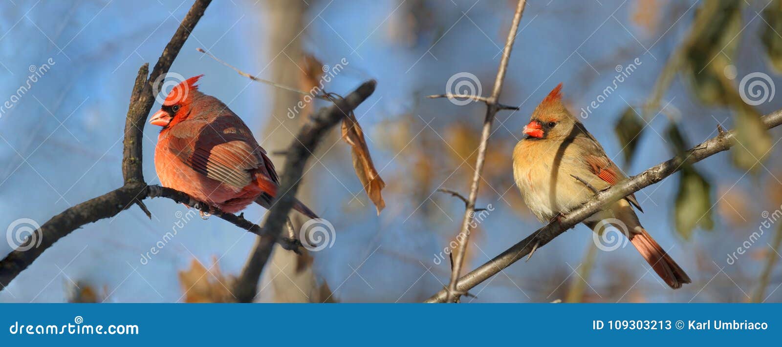 Cardinal in Forest during Winter Stock Image - Image of female, winter ...