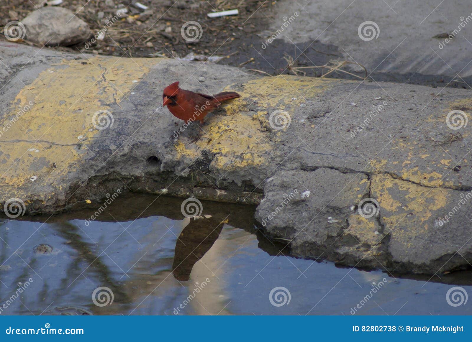 Cardinal on the Ground stock photo. Image of canada, environment - 82802738