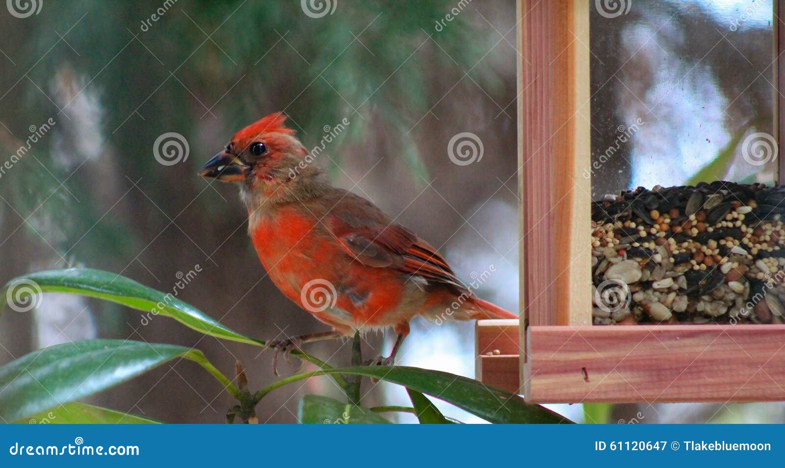 Cardinal- on guard stock image. Image of bird, fringillidae - 61120647