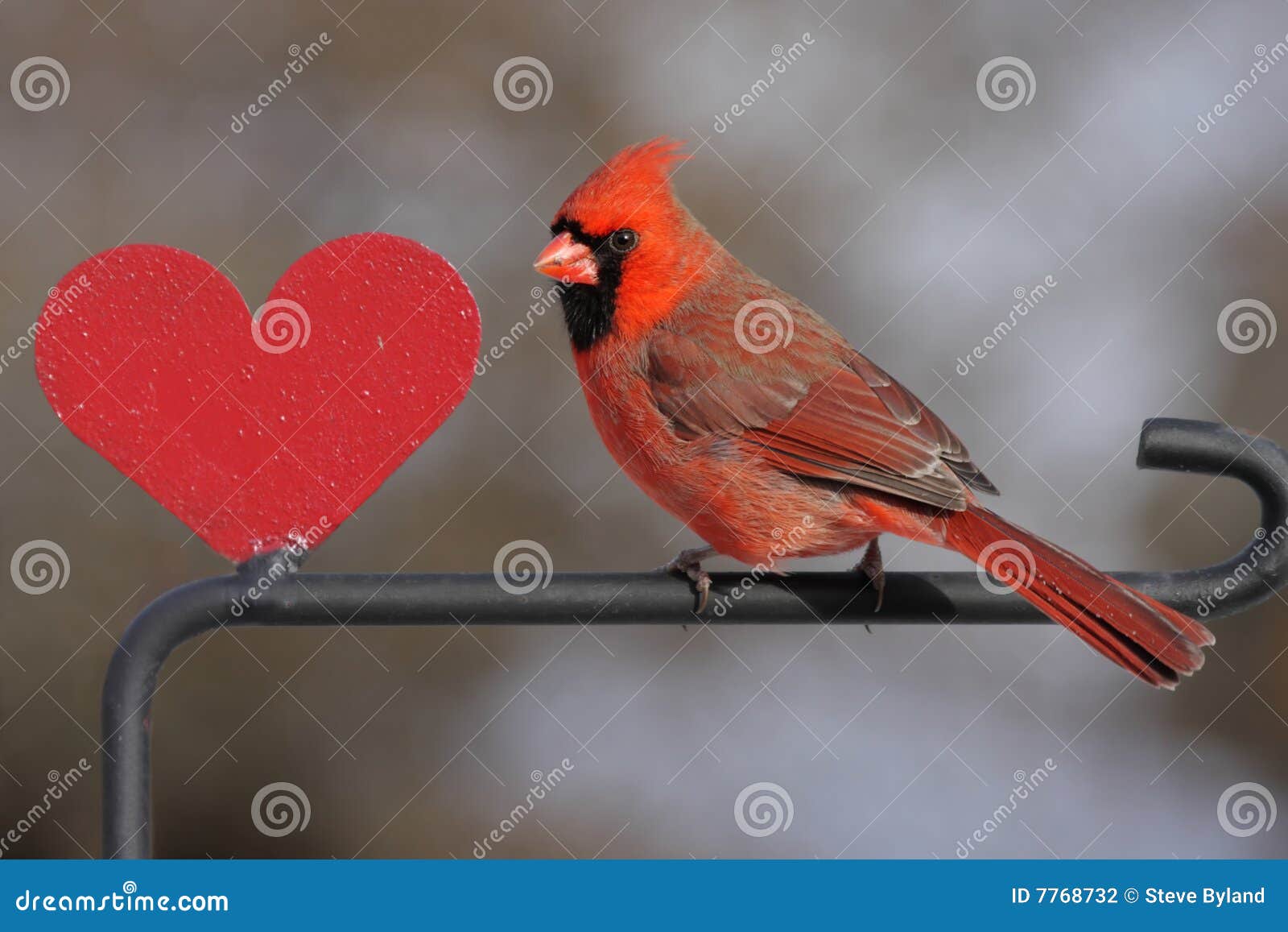 Cardinal with a Heart stock photo. Image of animal, wildlife - 7768732