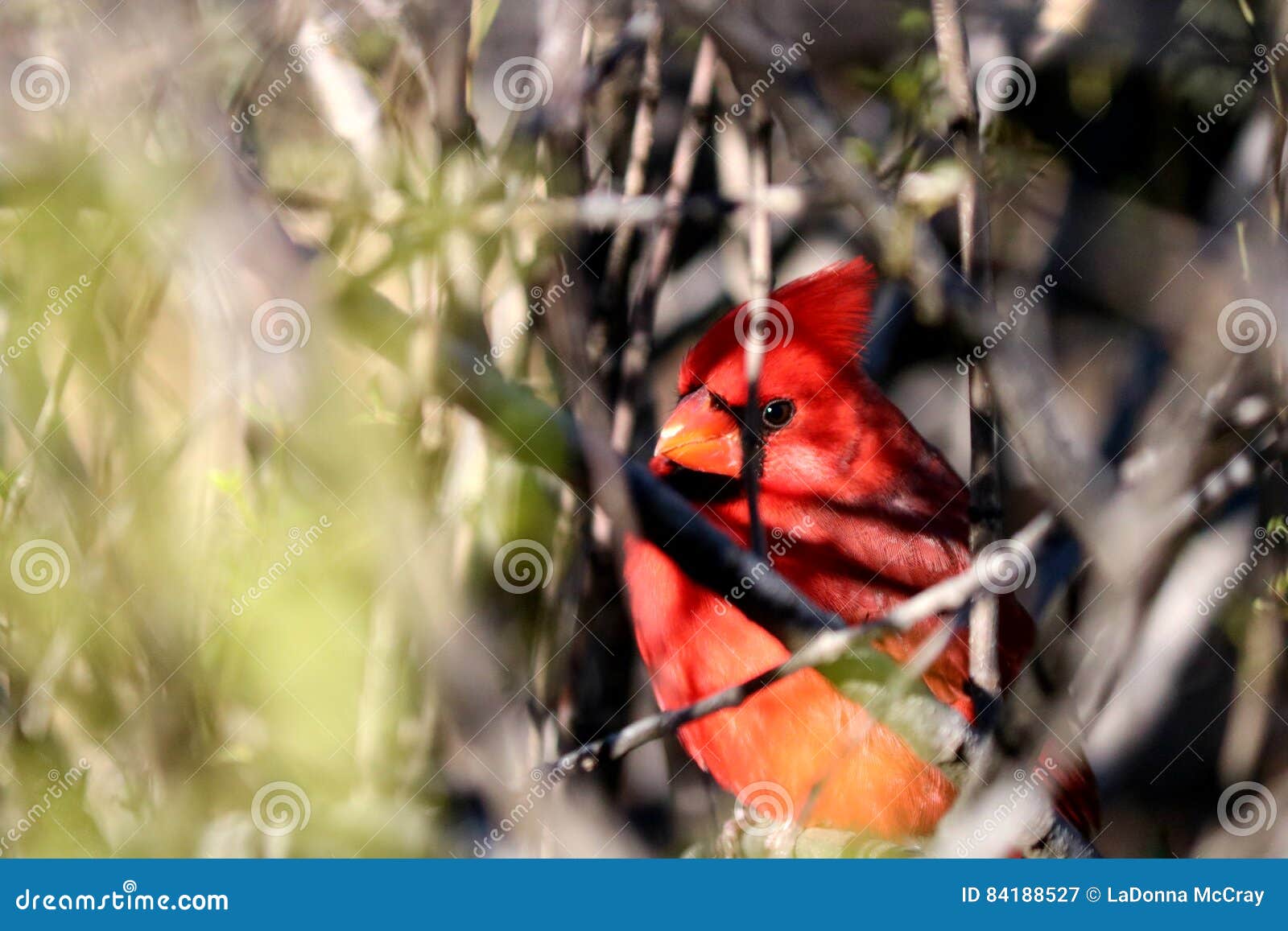 Cardinal hiding in tree stock image. Image of hiding - 84188527