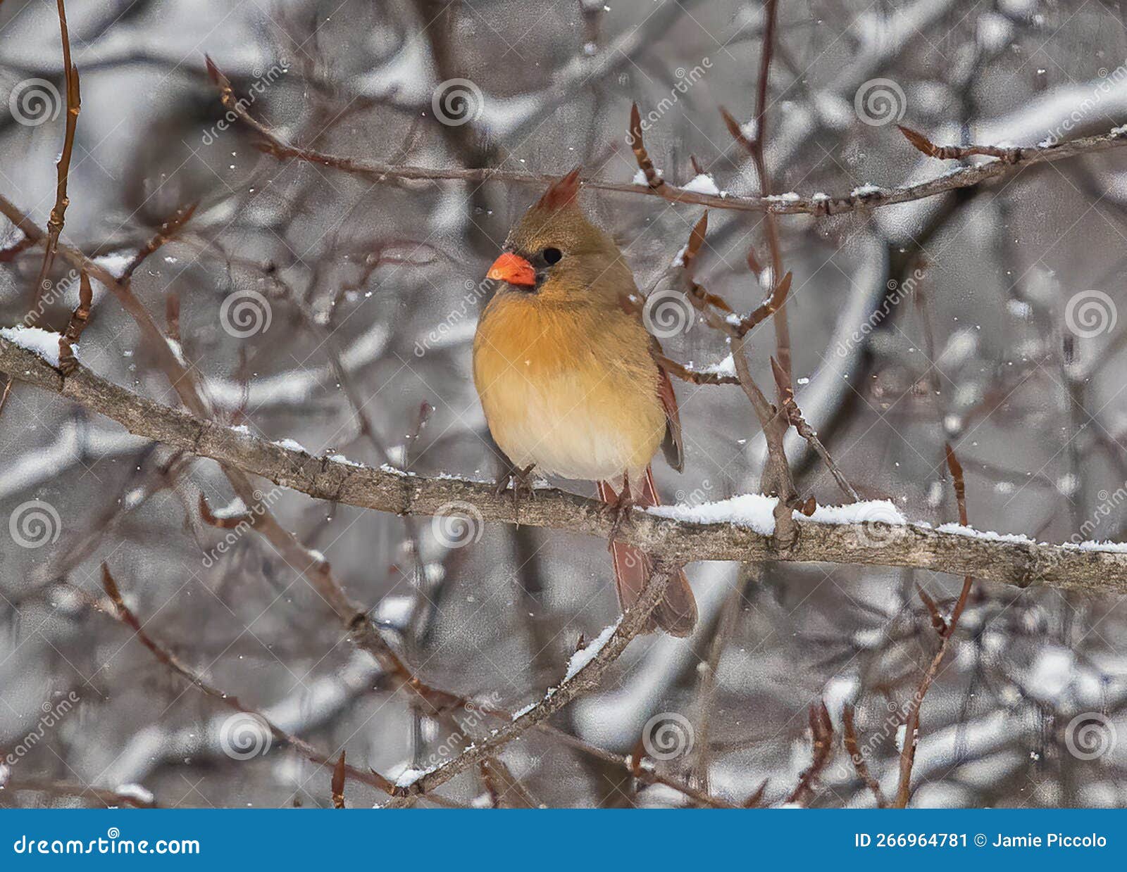 Cardinal hiding in trees stock image. Image of beak - 266964781