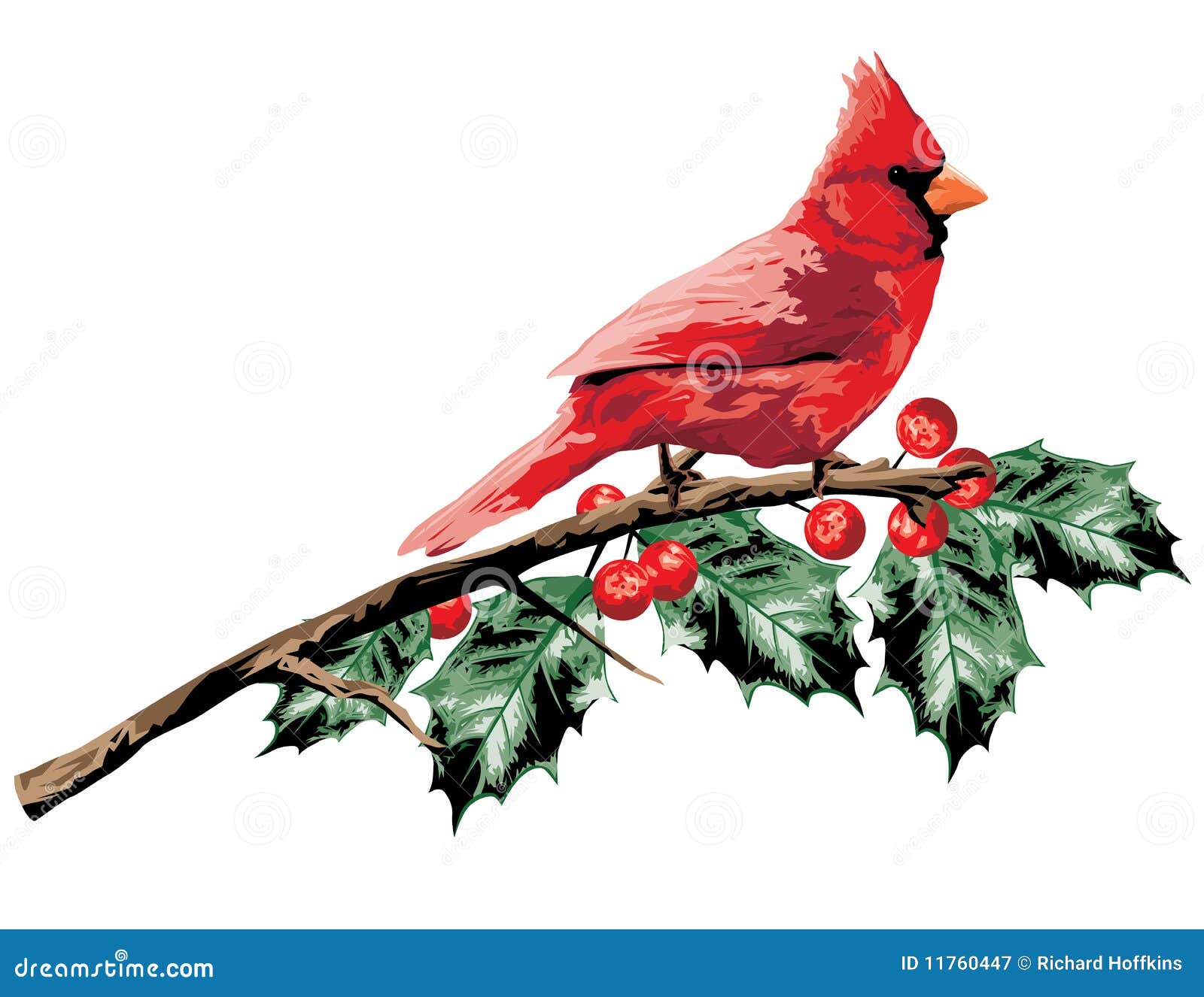 Cardinal on Holly Branch stock illustration. Illustration of winter ...