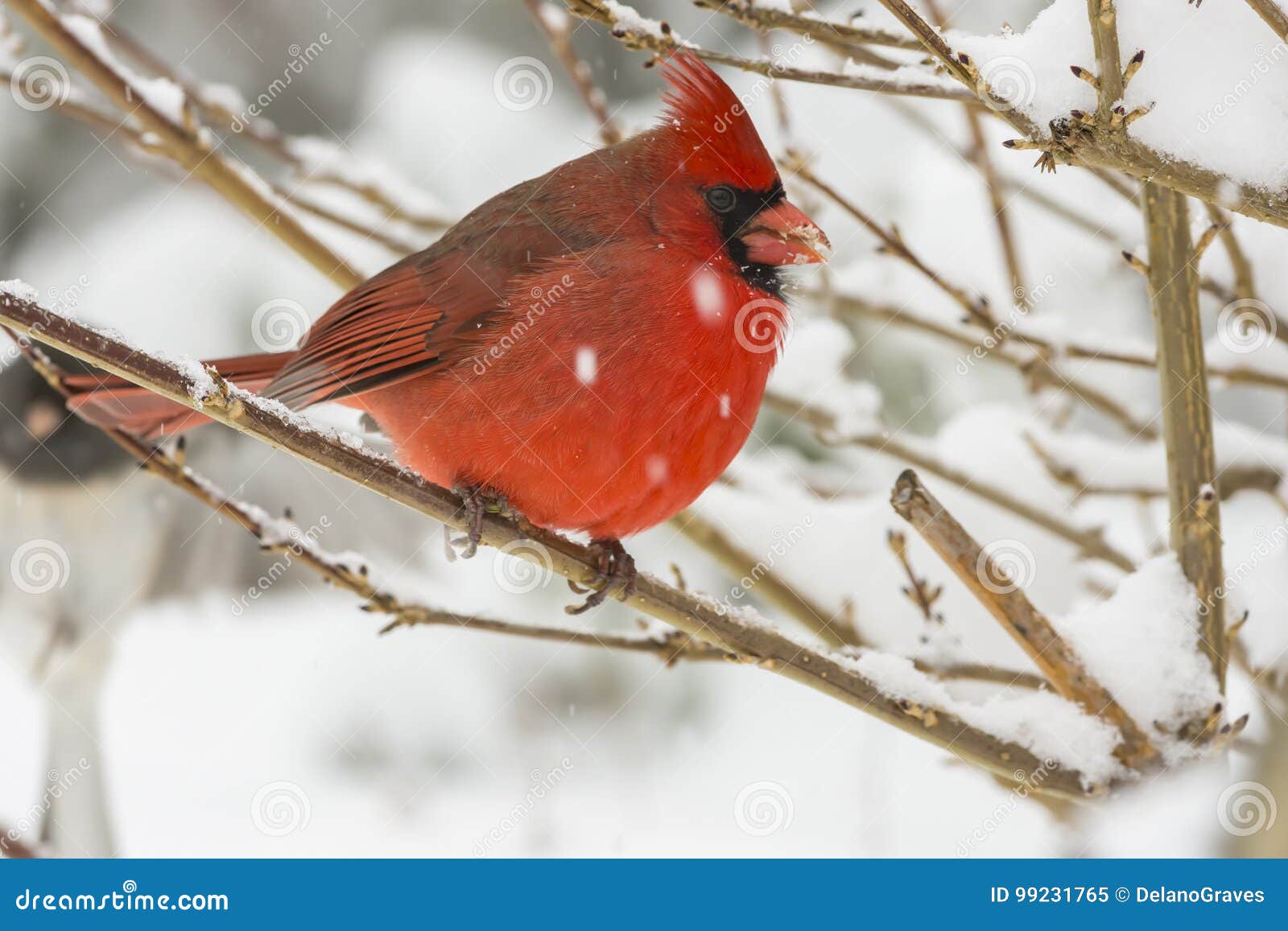 A Cardinal on a Limb in Snow Stock Image - Image of common, birds: 99231765