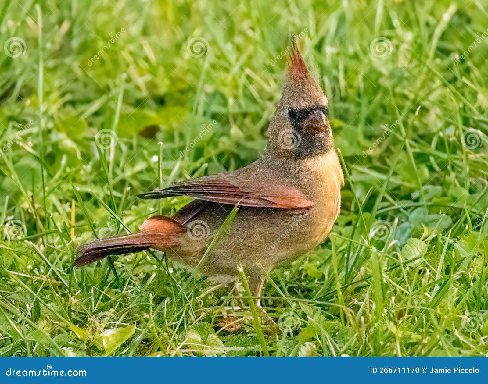 Cardinal looking my way stock photo. Image of sparrow - 266711170