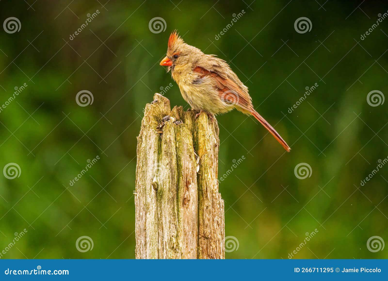 Cardinal looking sad stock image. Image of looking, beak - 266711295