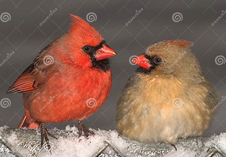 Cardinal love stock image. Image of ornithology, female - 3825499