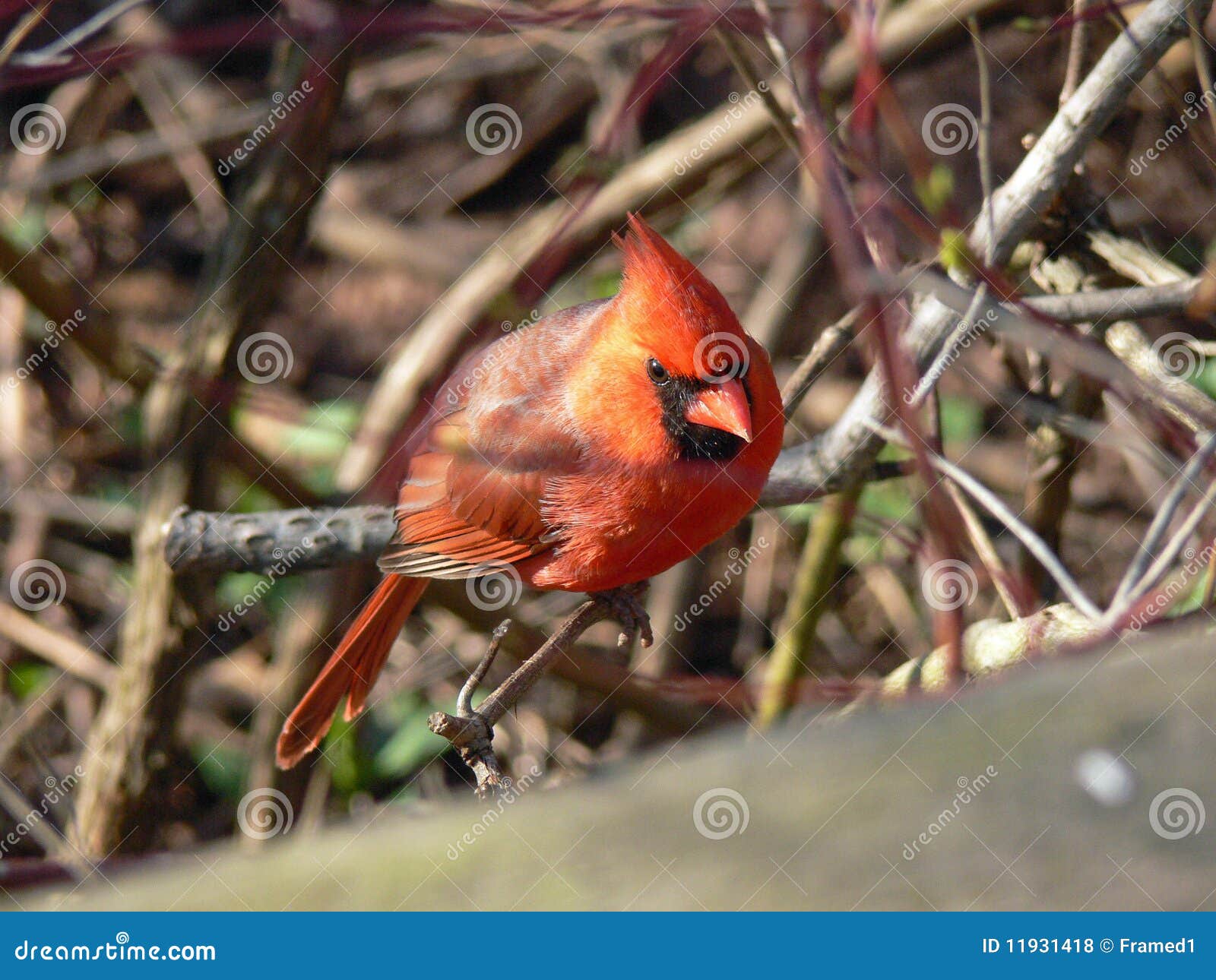 Cardinal Male stock photo. Image of ornithology, cold - 11931418