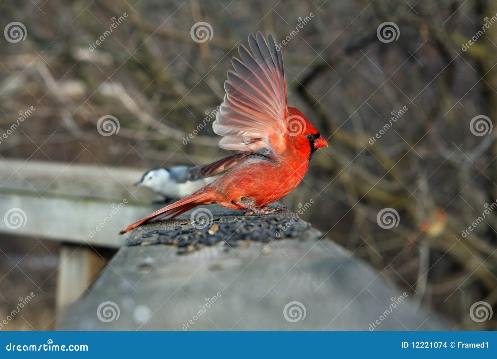 Cardinal Male stock photo. Image of backyard, cardinal - 12221074