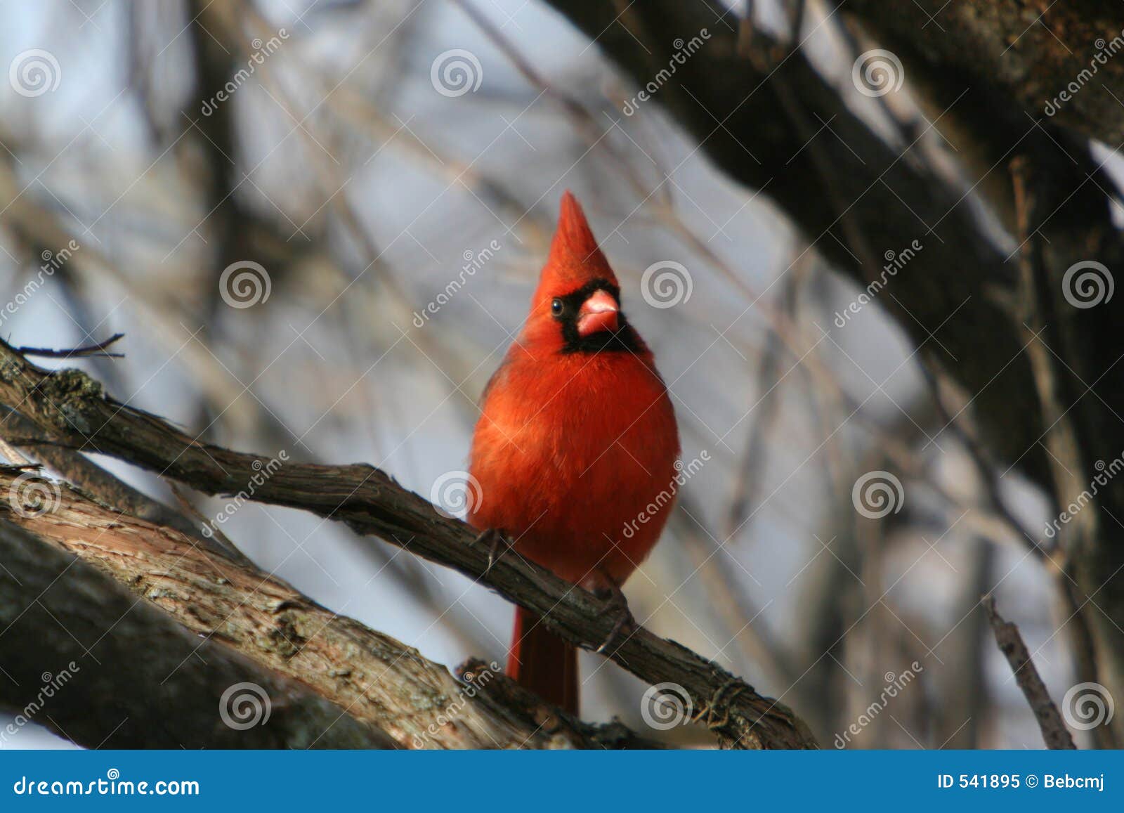 Cardinal Male on a Branch stock image. Image of bird, trees - 541895