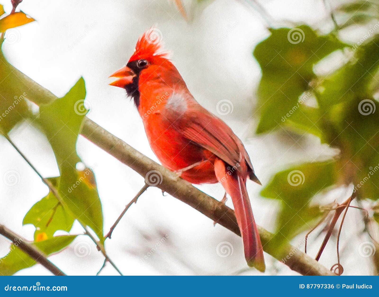 Cardinal stock photo. Image of singing, male, love, pretty - 87797336