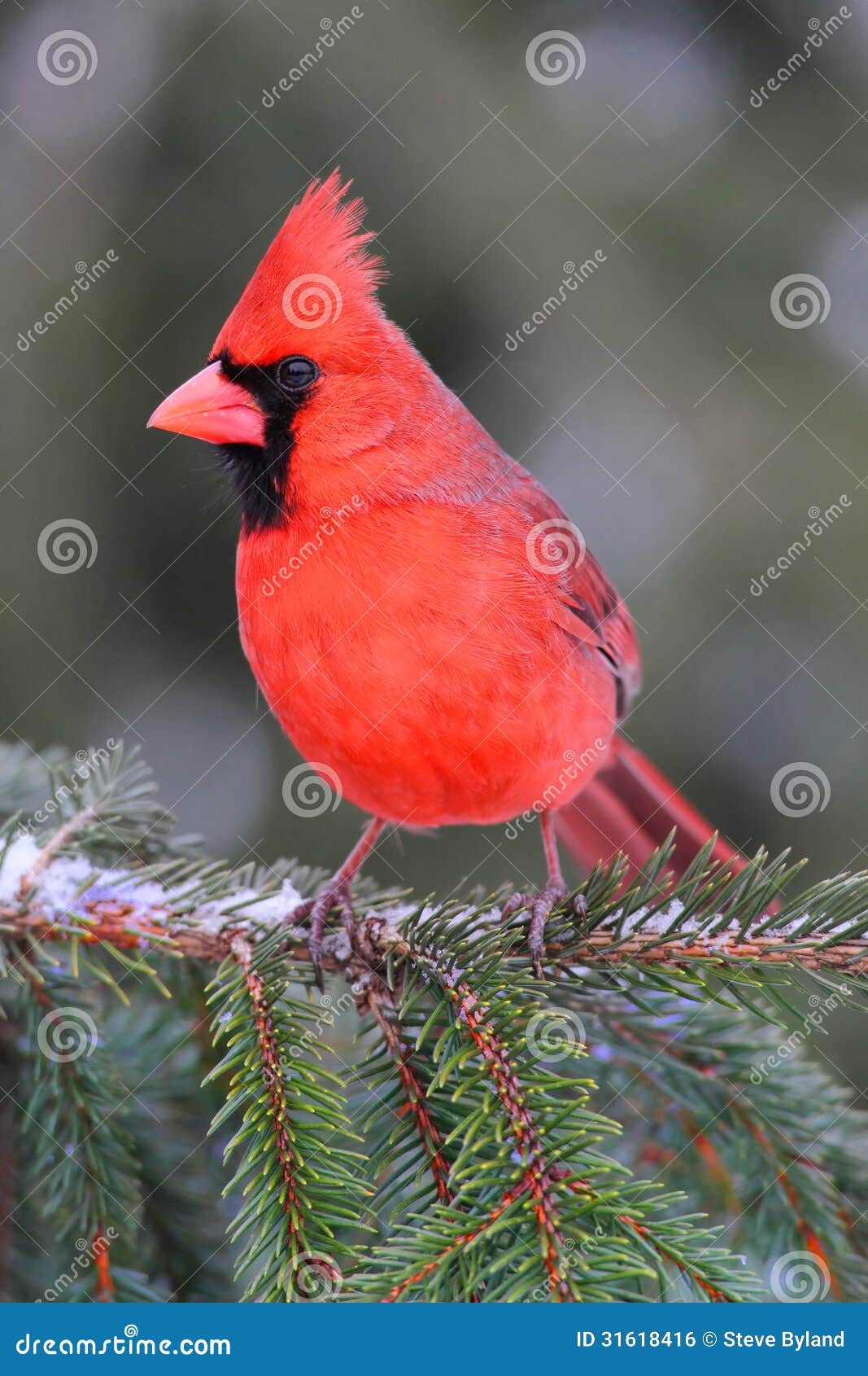 On Cardinal Masculino Um Ramo Foto de Stock - Imagem de wildlife, norte ...