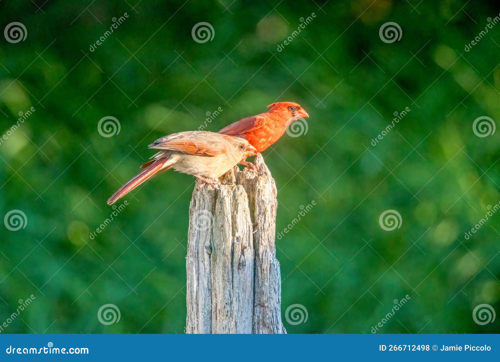 Cardinal mates in eummer stock photo. Image of nature - 266712498