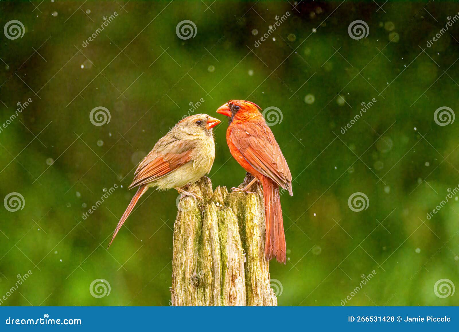 Cardinal mates on a post stock photo. Image of cardinal - 266531428