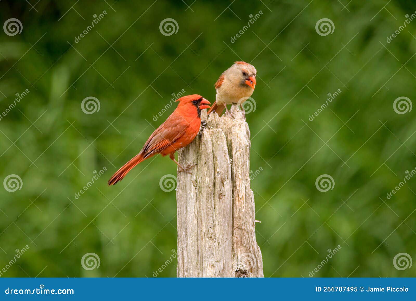 Cardinal Mates Together in Summer Heat Stock Image - Image of heat ...