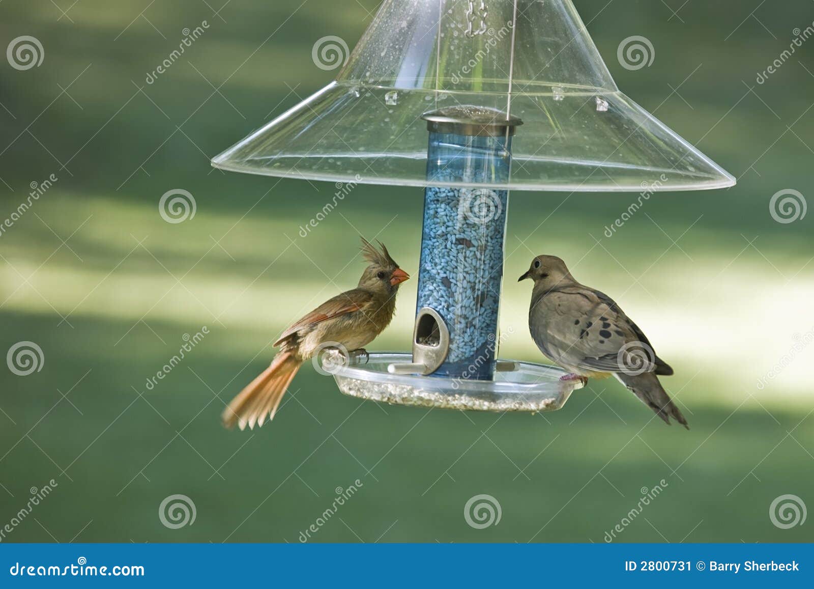 Cardinal and Mourning Dove stock image. Image of green - 2800731