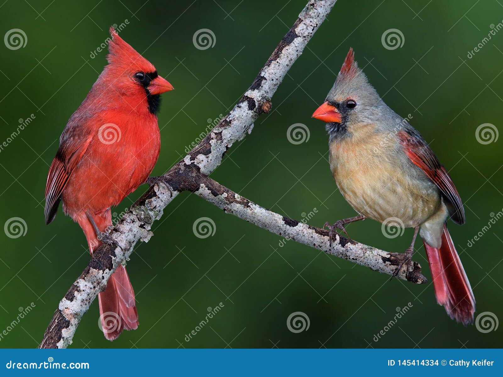 Cardinal Pair stock photo. Image of beautiful, avian - 145414334