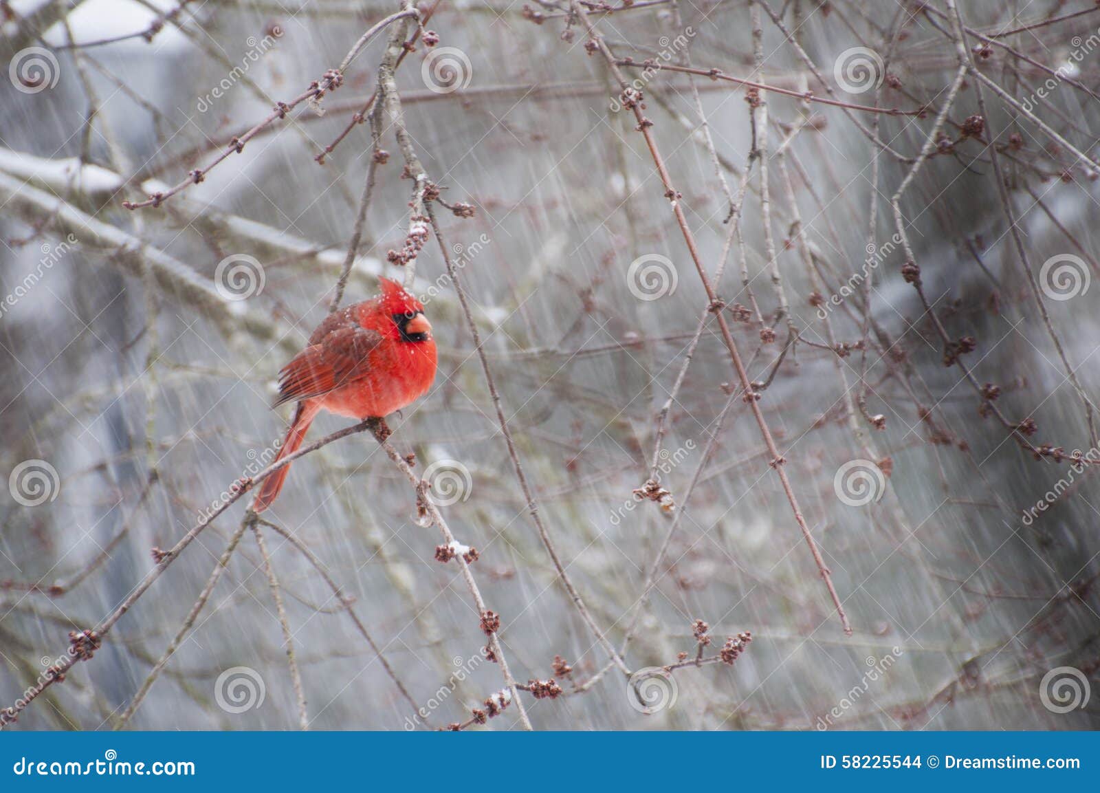 Cardinal Perched on Branch in Snow Stock Photo - Image of leaf, perched ...
