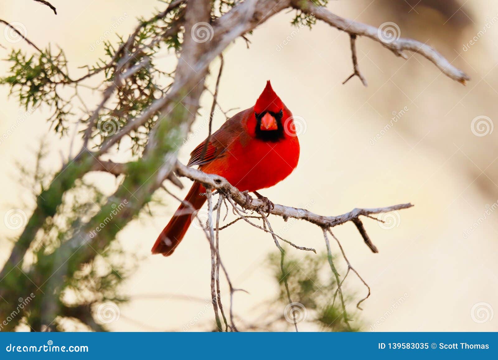 Cardinal perched on a tree stock image. Image of tree - 139583035