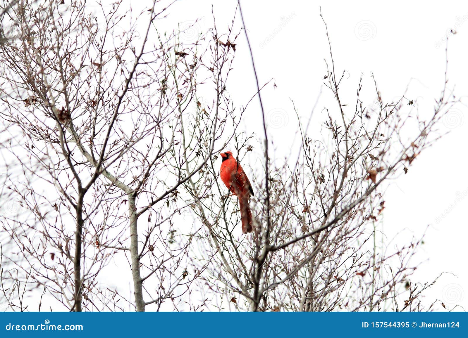 Cardinal Perched Tree Branches in the Fall. Georgia Stock Image - Image ...