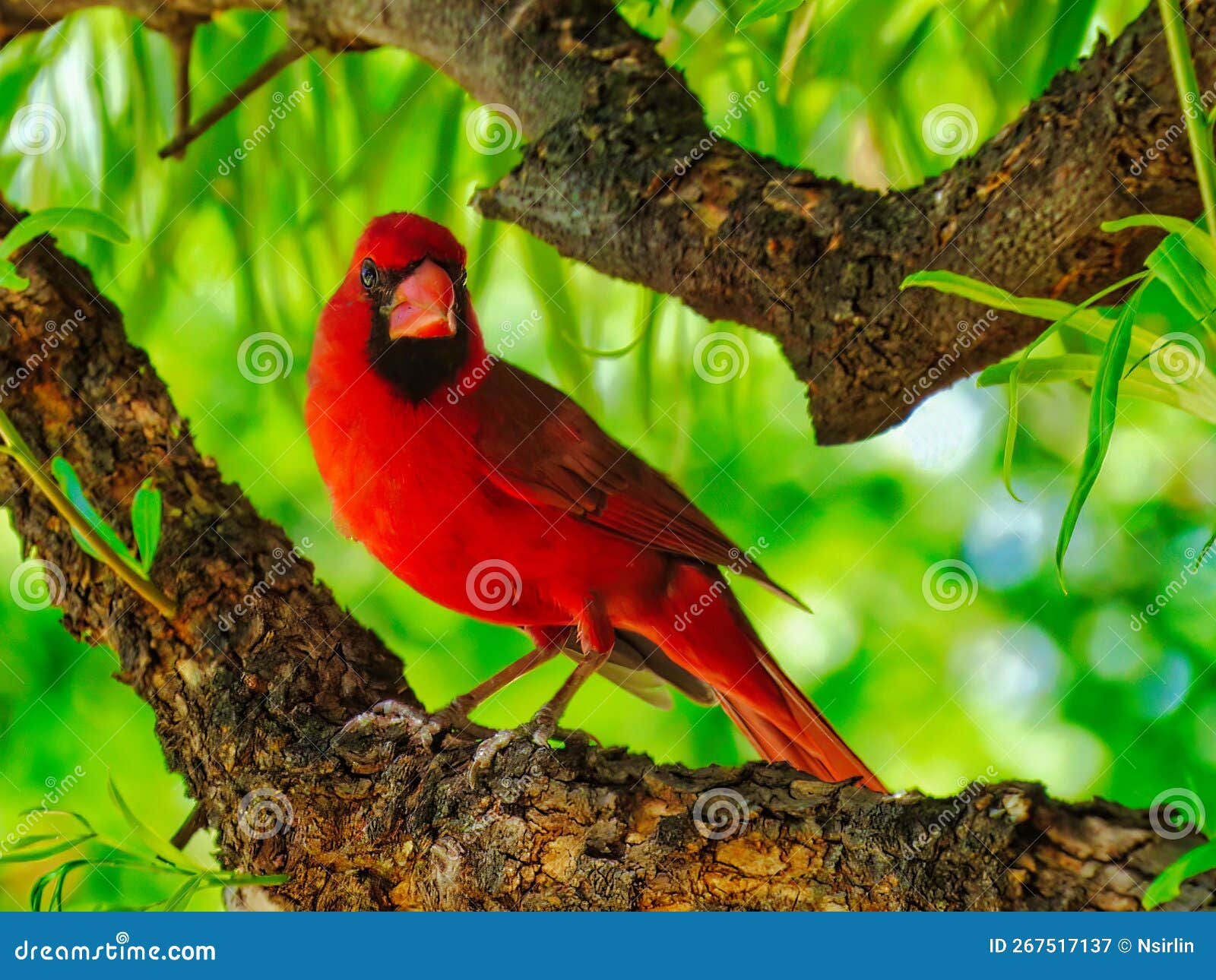 Cardinal in Tucson Arizona stock image. Image of summernnn - 267517137