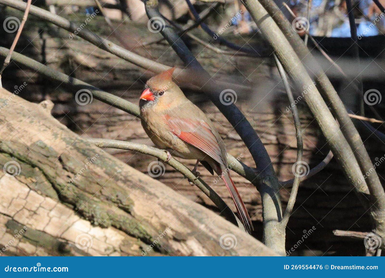 Cardinal Perching on Tree Branch Stock Photo - Image of wild, nature ...