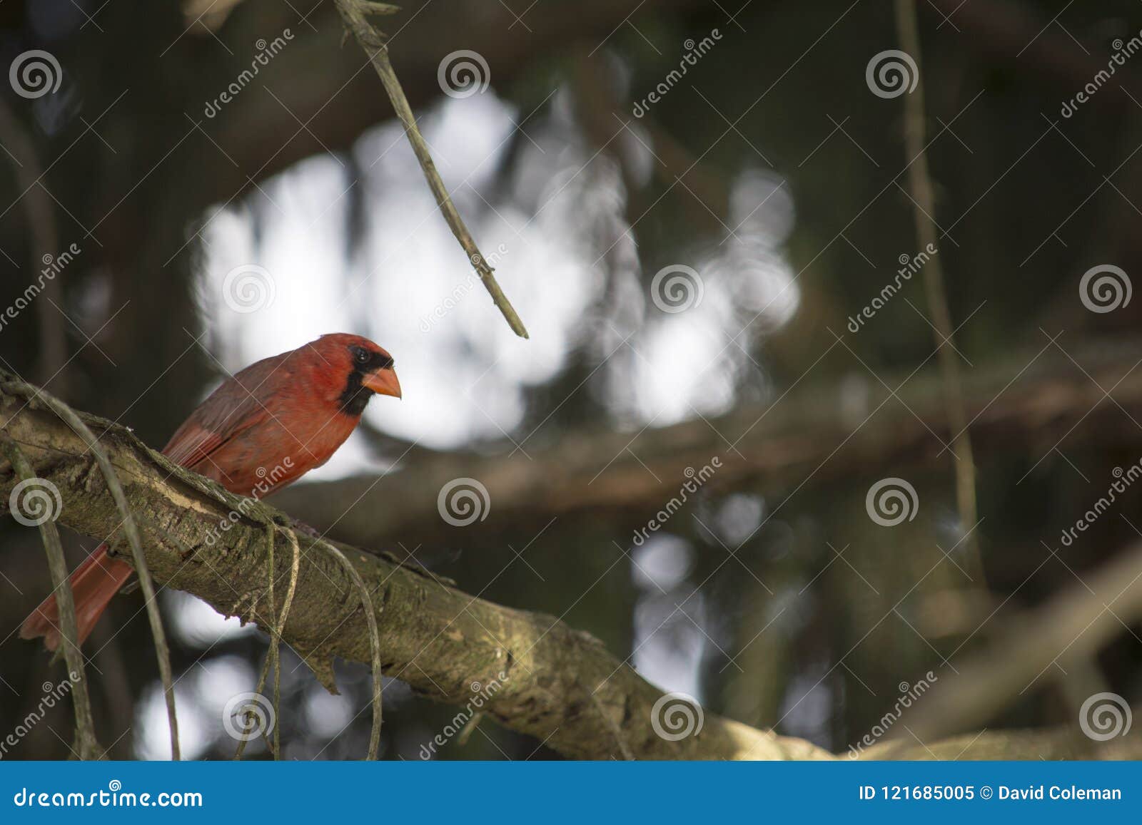 Cardinal in pine tree stock image. Image of sitting - 121685005