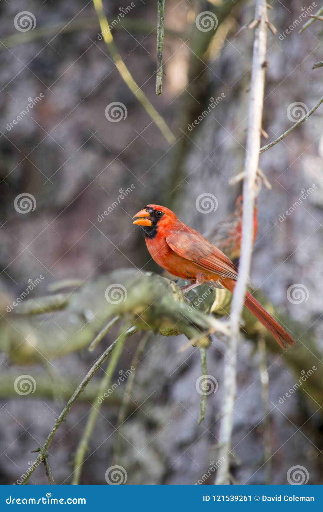 Cardinal in pine tree stock image. Image of branch, feathers - 121539261