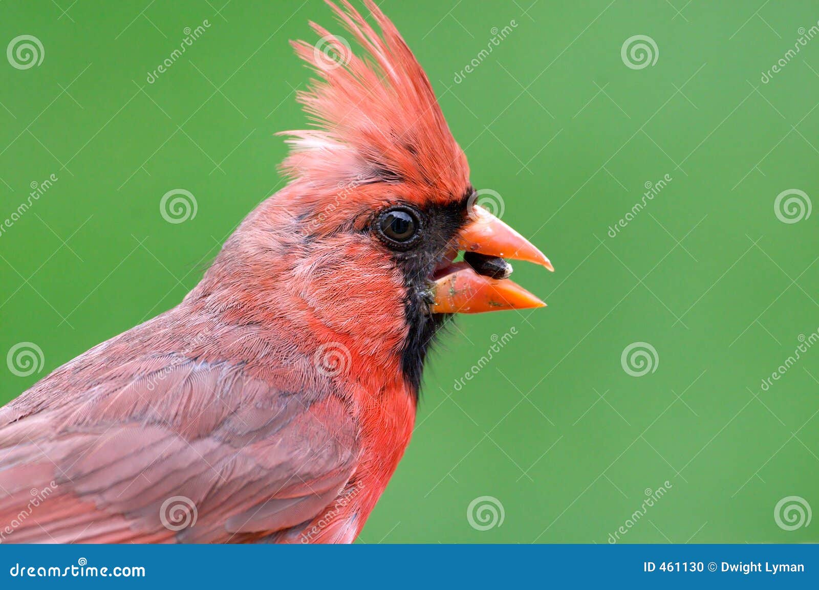 Cardinal portrait stock photo. Image of bird, eating, cardinal - 461130