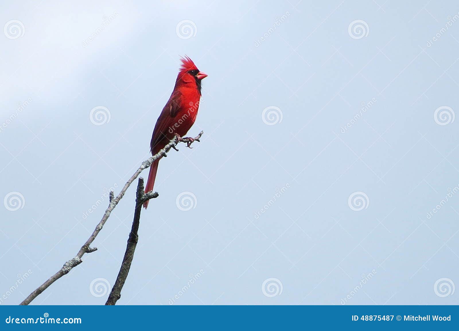 Cardinal pose stock image. Image of stoic, bird, pose - 48875487