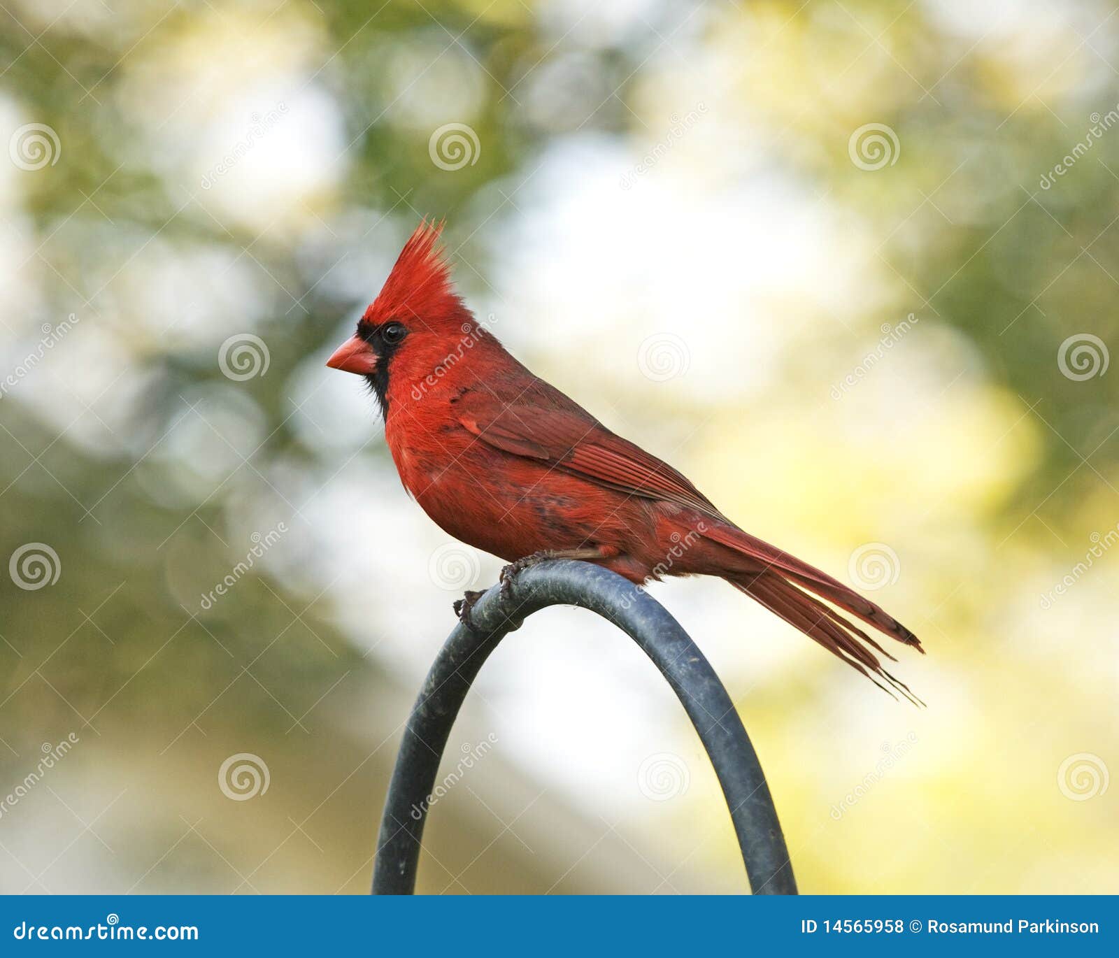 Cardinal profile stock photo. Image of cardinal, mask - 14565958
