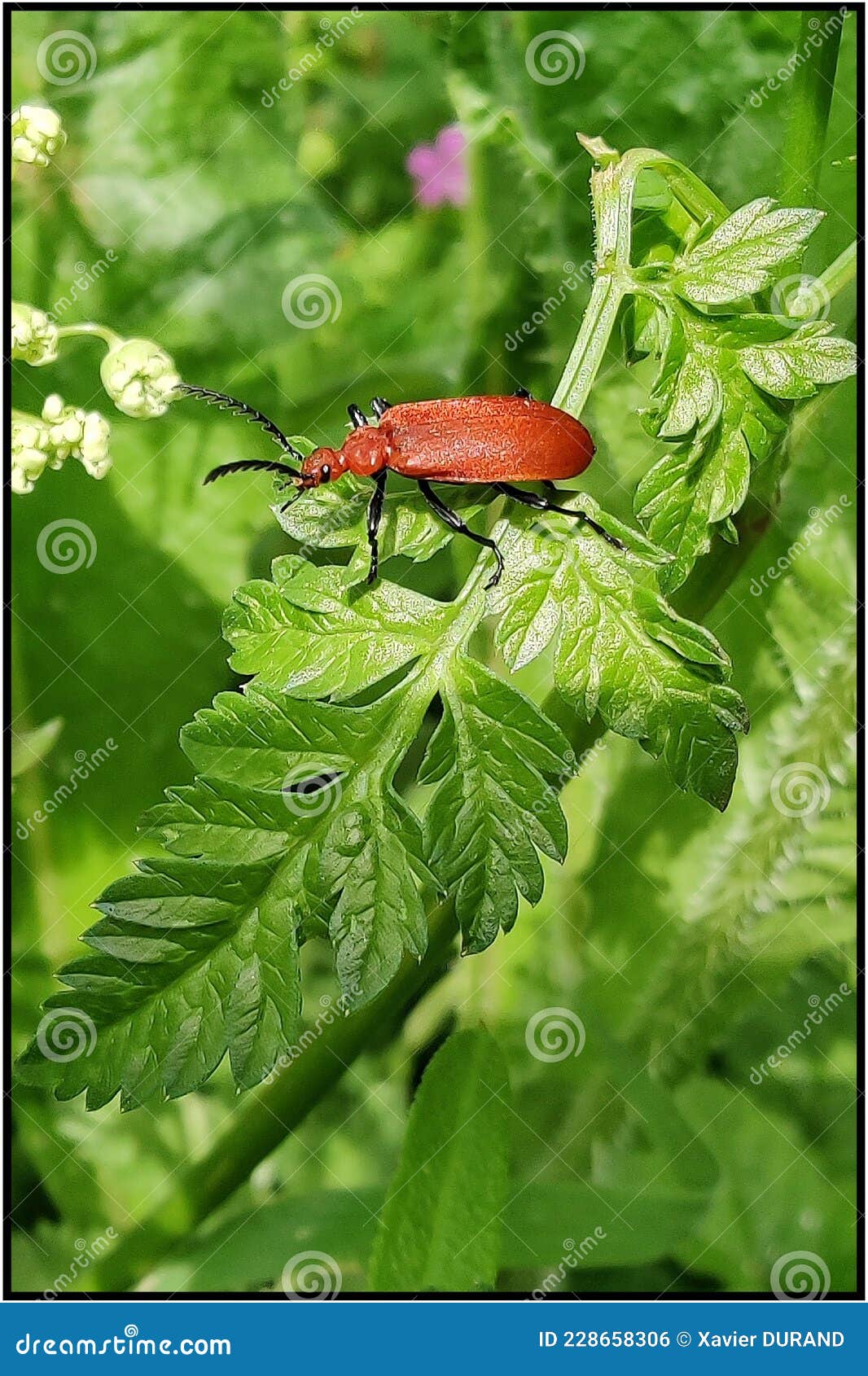 Cardinal / Pyrochroidae Insect Stock Photo - Image of insect ...