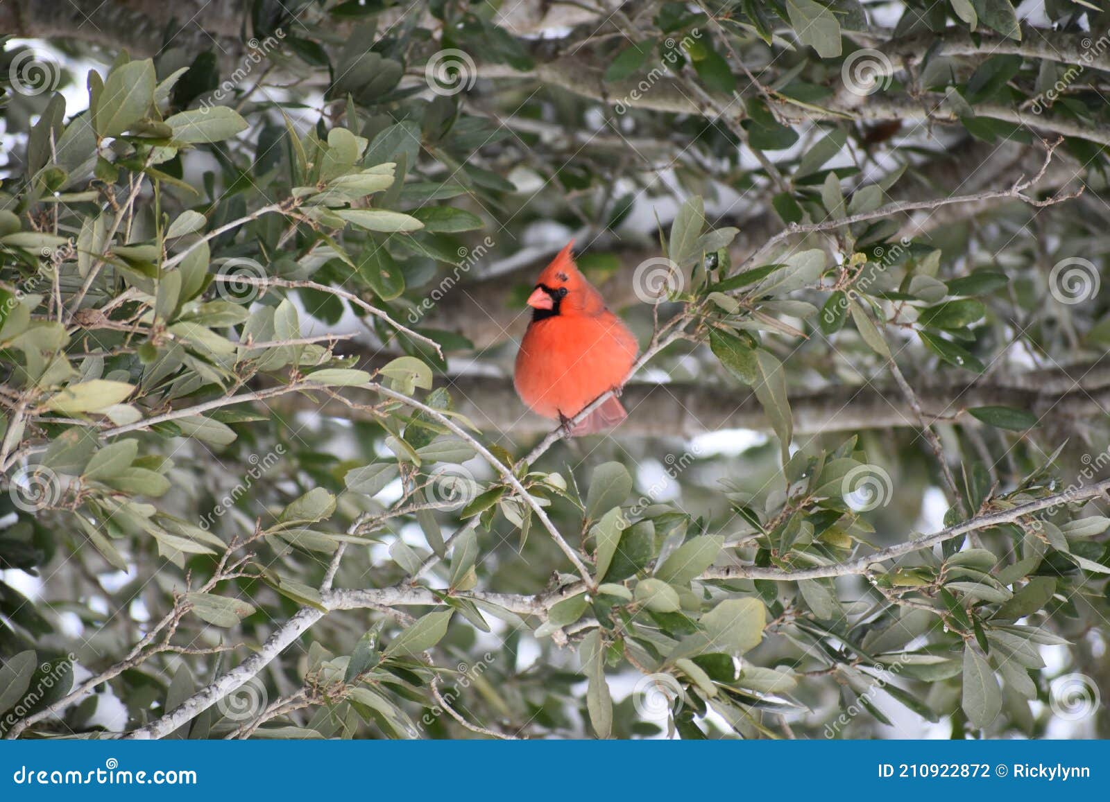 Cardinal in a Live Oak Tree Stock Photo - Image of live, cardinal ...
